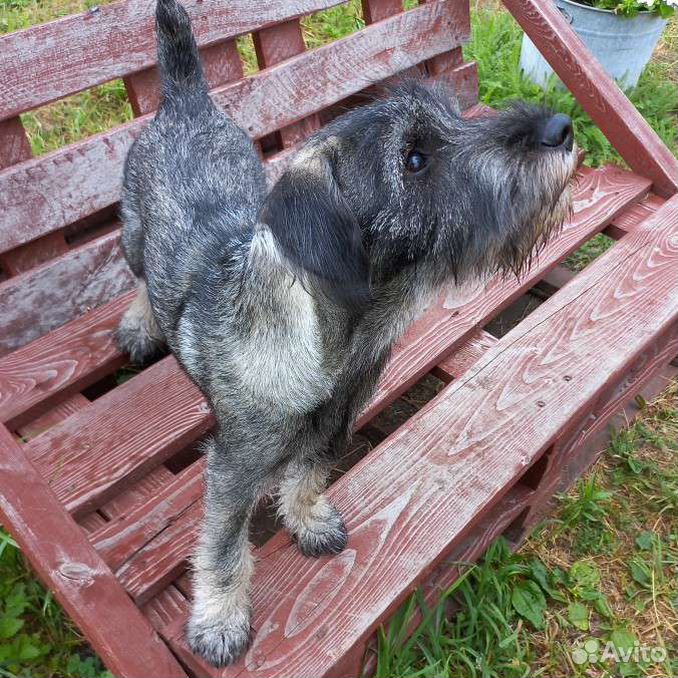 Щенок миттельшнауцера