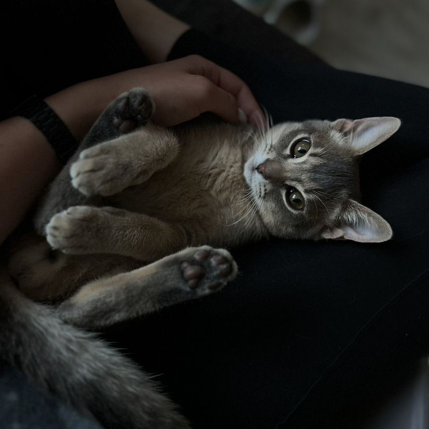 Кот на вязку