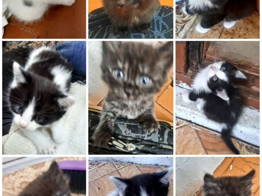 Котята могут остаться на улице