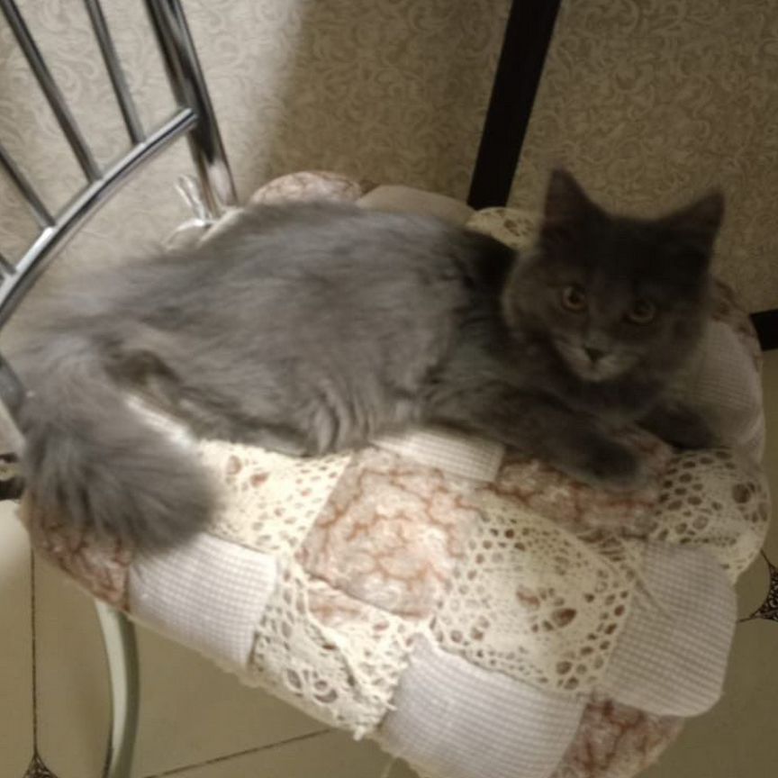 Пушистая кошечка Дымка