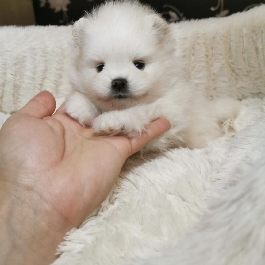 Померанский шпиц, щенок