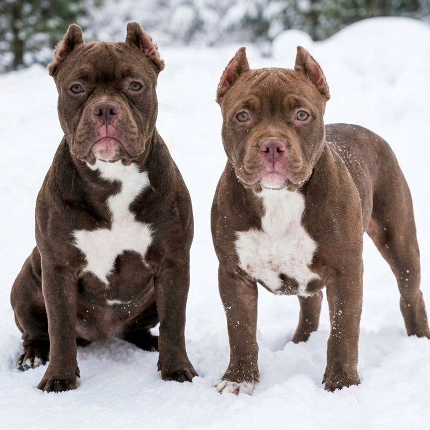 Американский булли, щенок