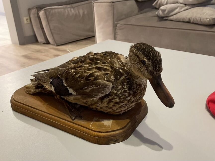 Чучело птицы утки