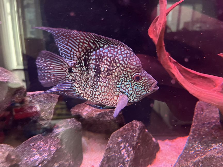 Цихлозама бриллиантовая дисковая