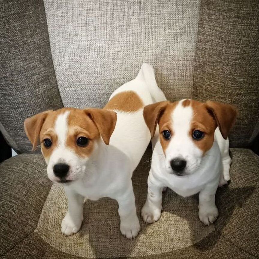 Чистокровные Джеки