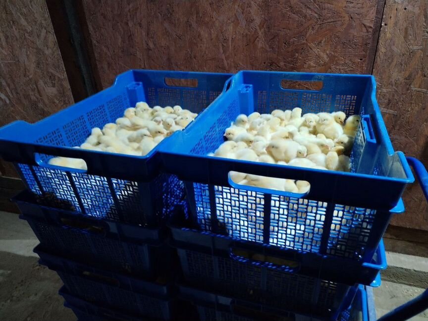 Цыплята бройлеры суточные с доставкой