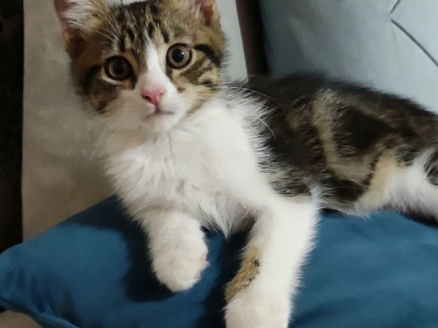 Котёнок в добрые руки