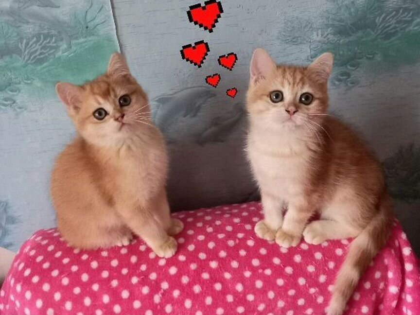 Британские котята окраса золотая шиншилла