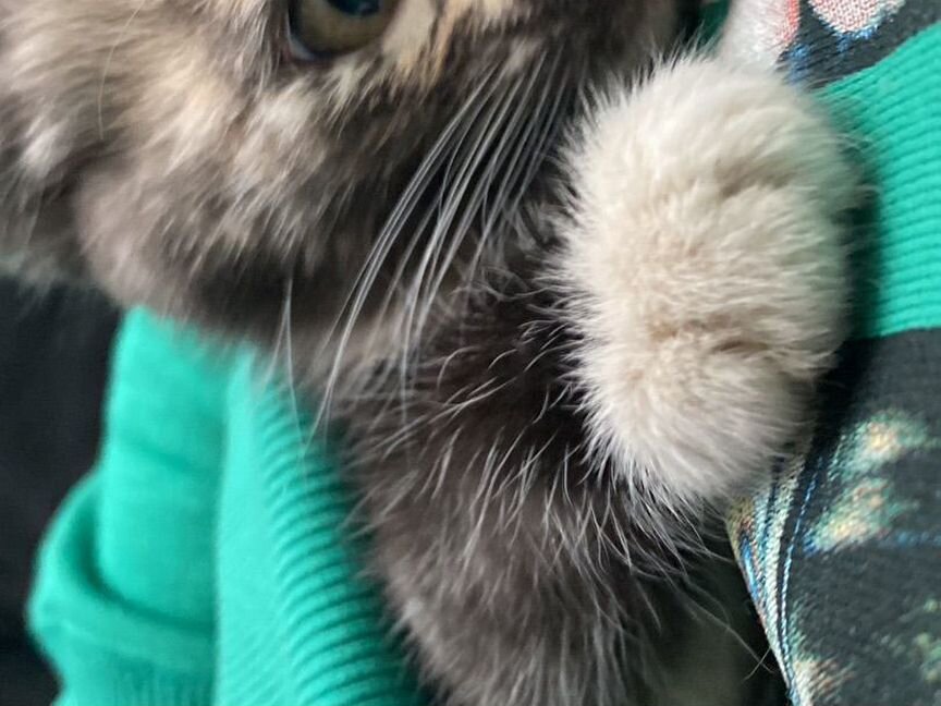 Кошечка 3 мес в добрые руки