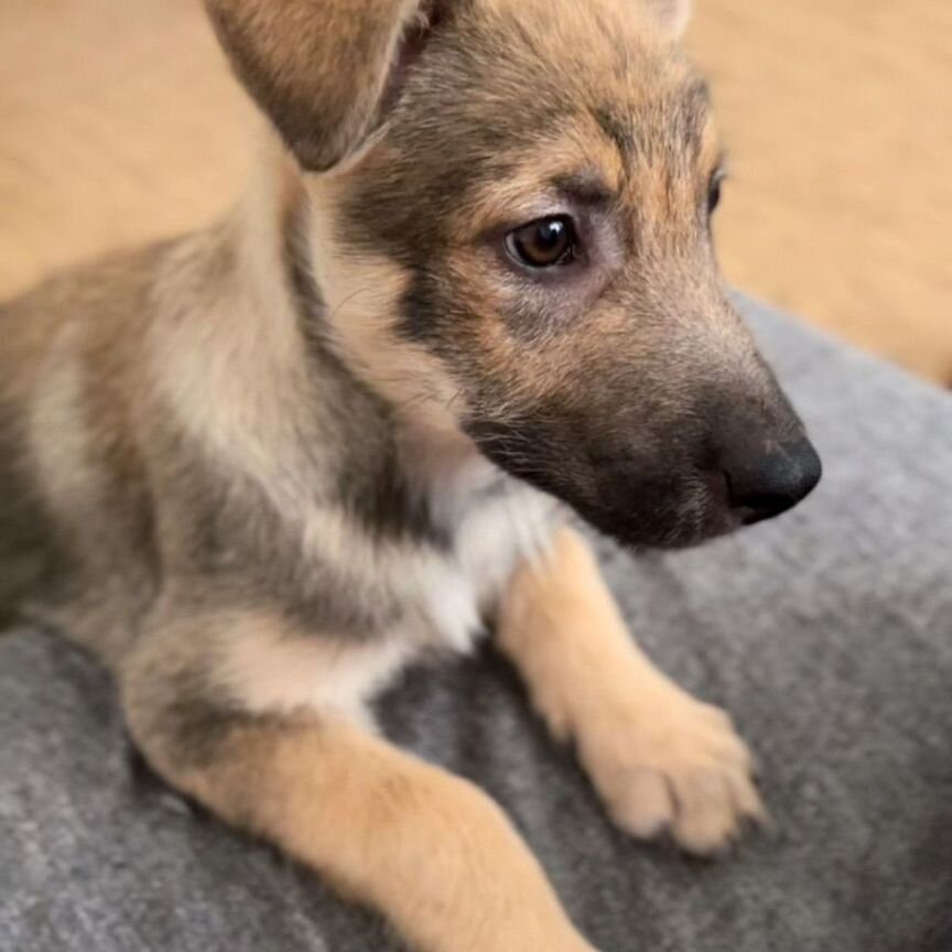 Щенок Бим ищет хозяина. Отдадим в хорошие руки