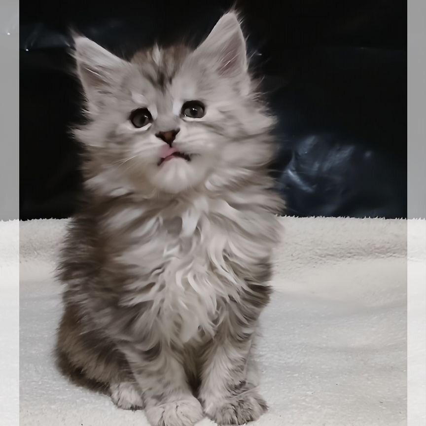 Мейн-кун котёнок