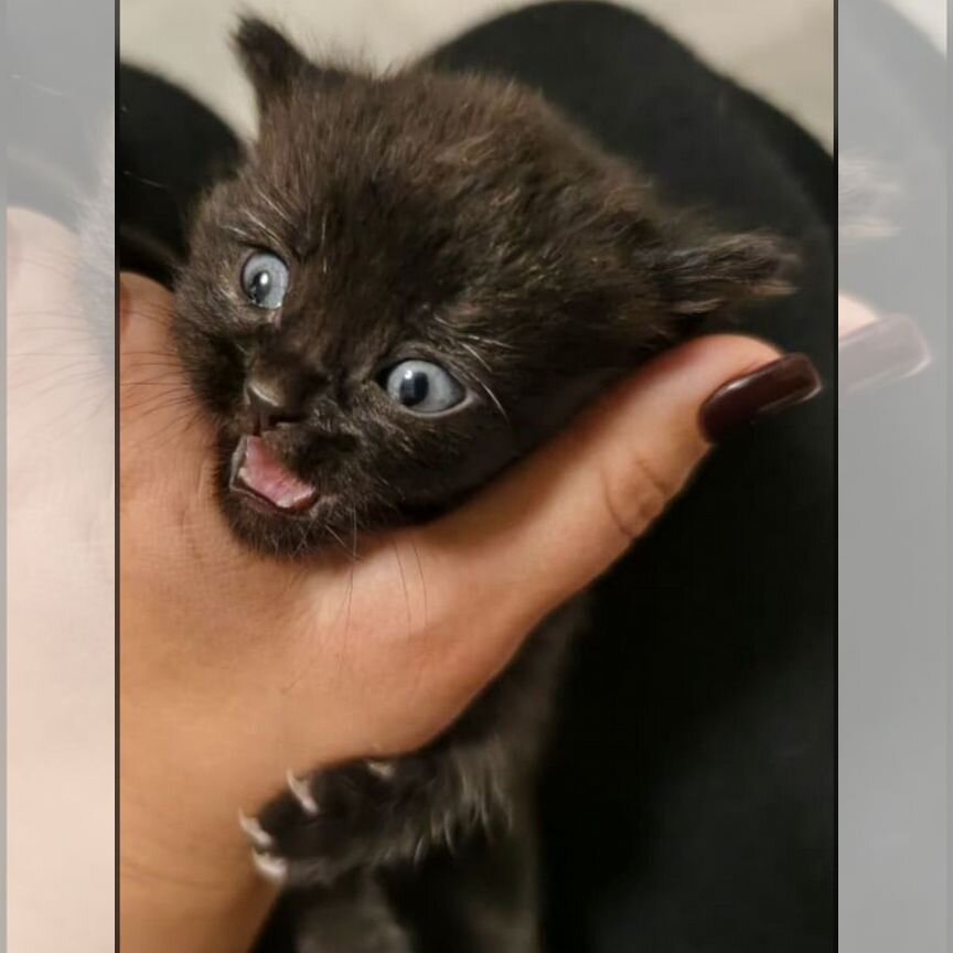 Котёнок в добрые руки