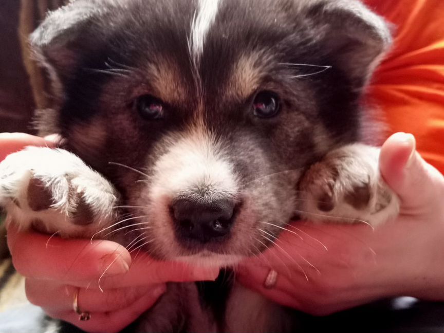 Сторожевая Собака щенок в добрые руки