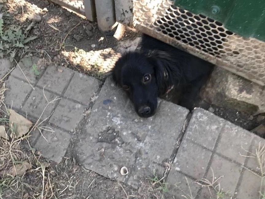 Маленькая собака на цепи