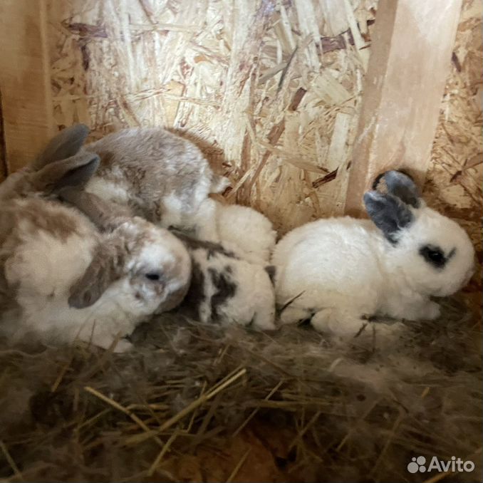 Карликовые кролики, закрытие питомника