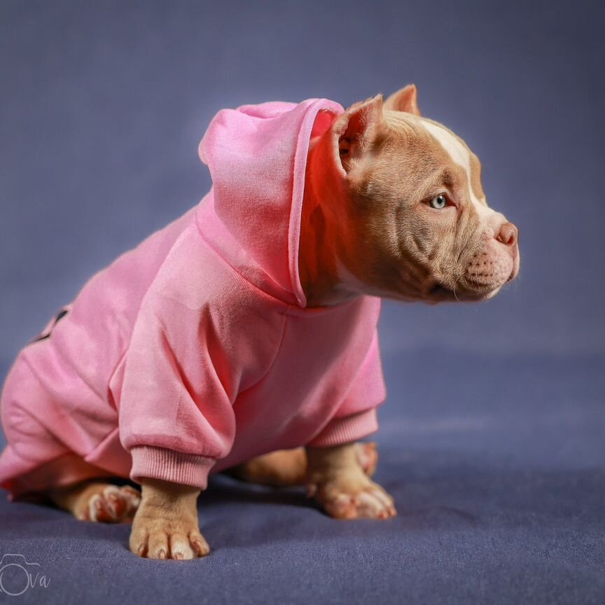 Американский булли