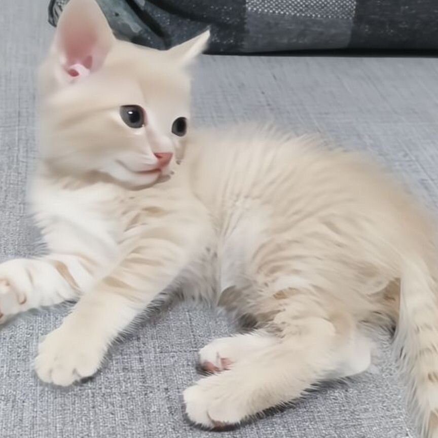 Котёнок в добрые руки