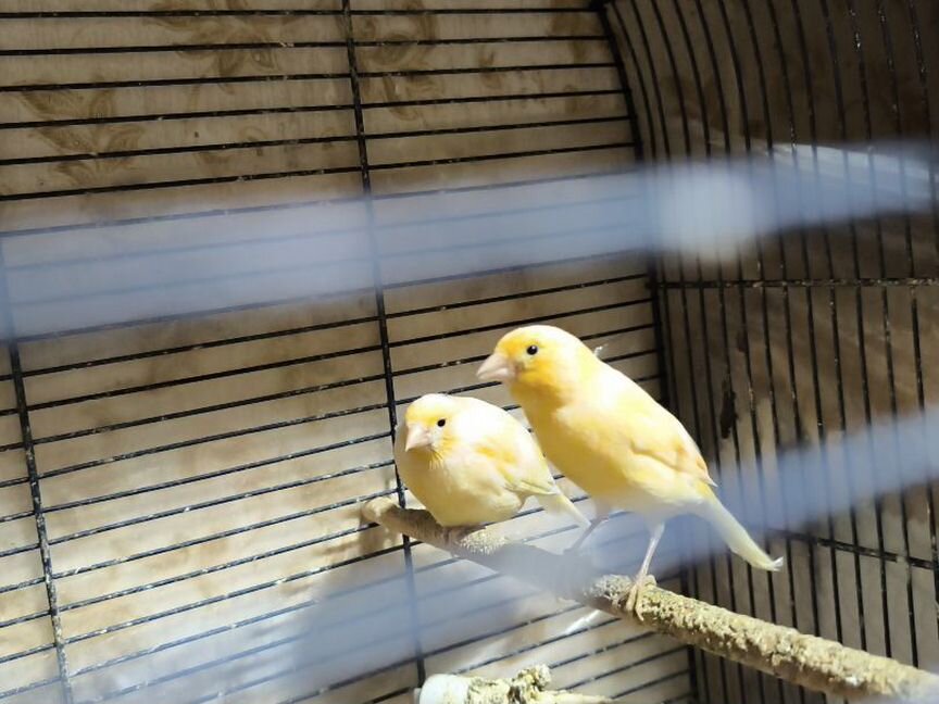 Канарейка самка