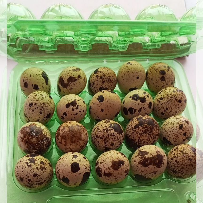 Яйцо домашнее перепелинное