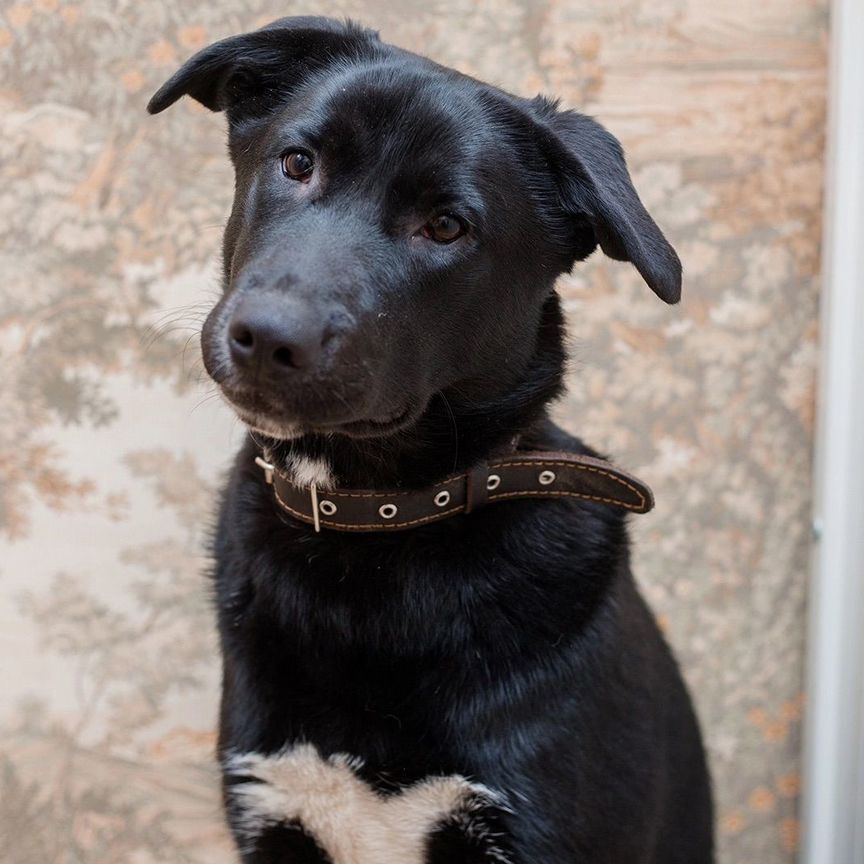 Собака бездомная