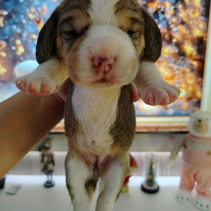 Щенки бигля