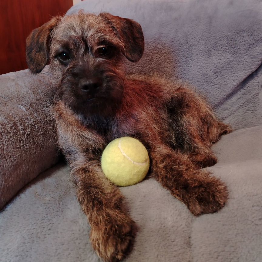 Щенок в добрые руки