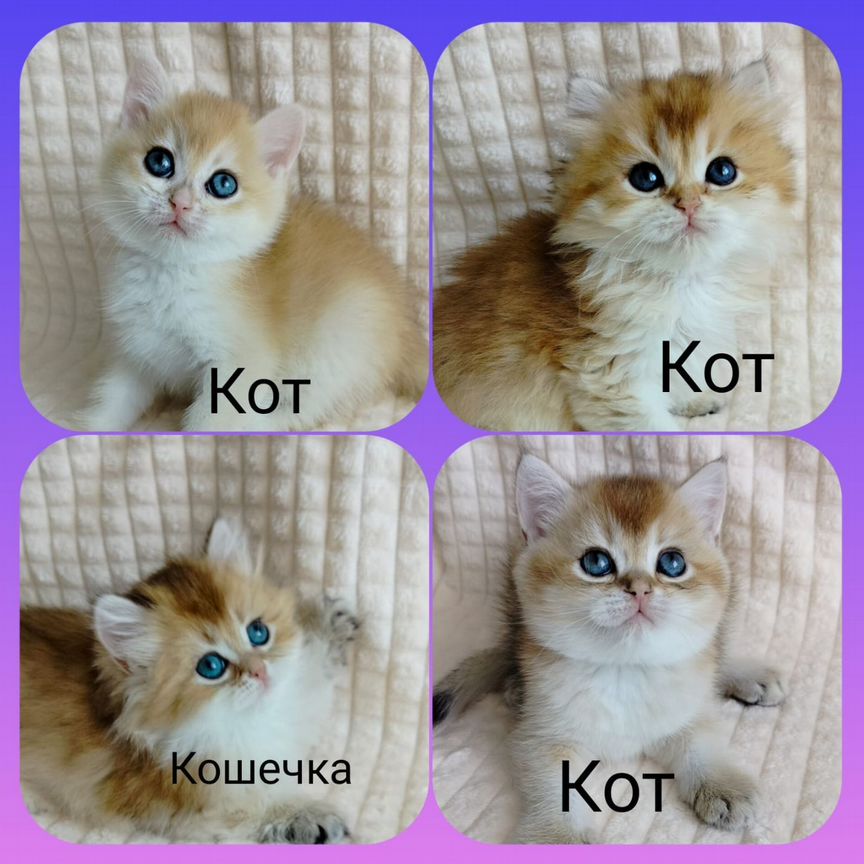 Малыши шиншиллы