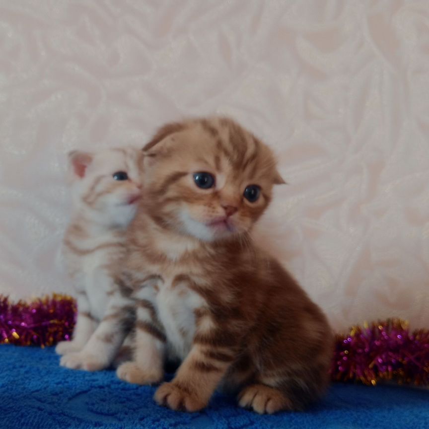 Шотландские котята открыты для резерва