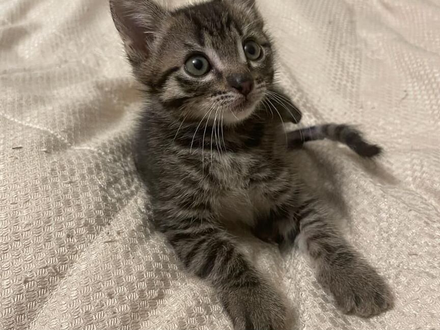 Бездомный котенок мальчик в добрые руки