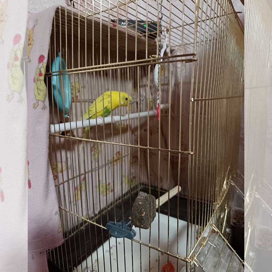 Волнистый попугай