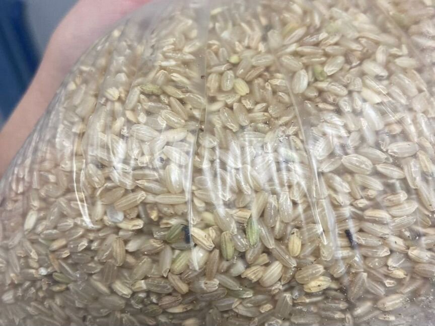 Рис кормовой на корм животным