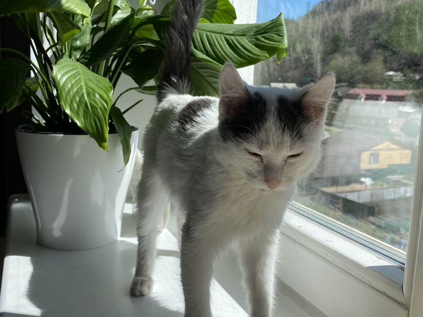 Котёнок девочка 2-3 месяца Фёкла