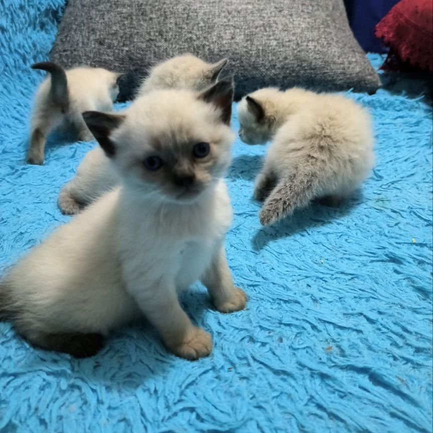 Котенок тайский мальчик