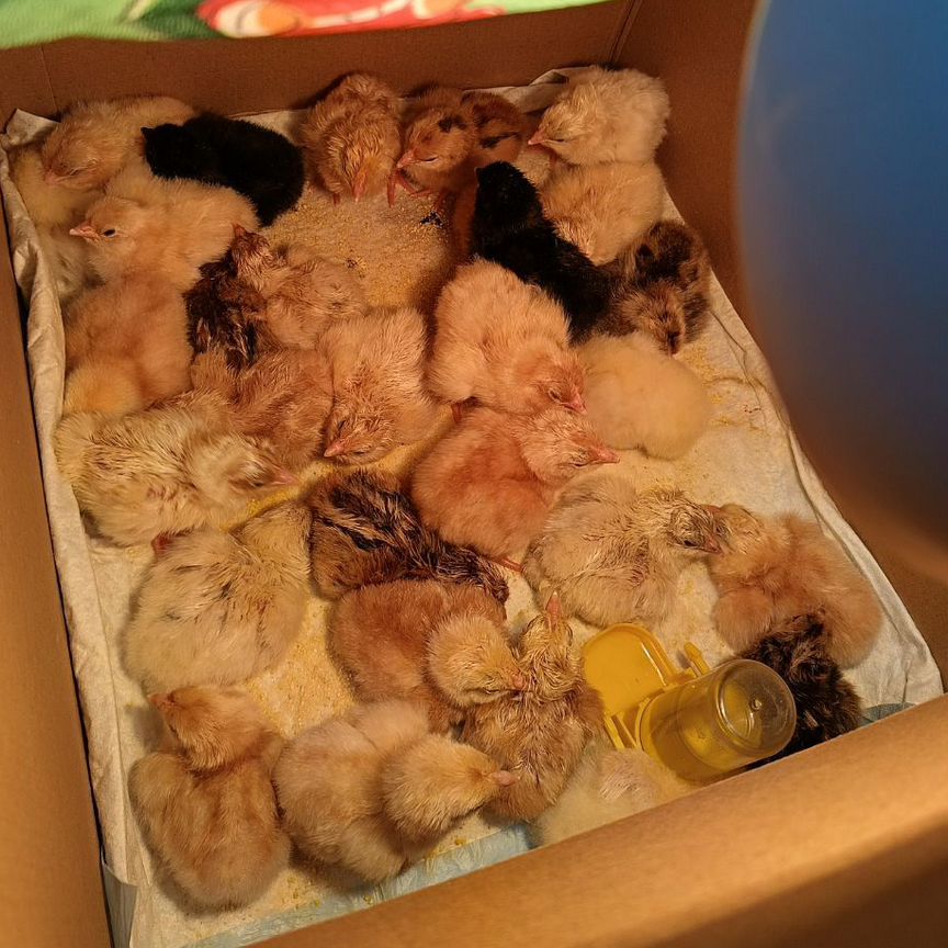 Продам цыплят суточных