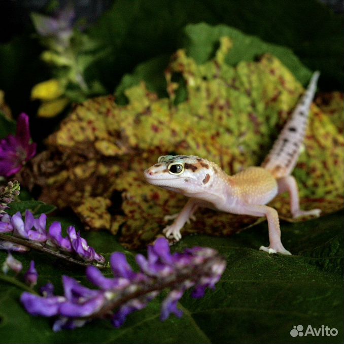 Эублефары сезона 2023