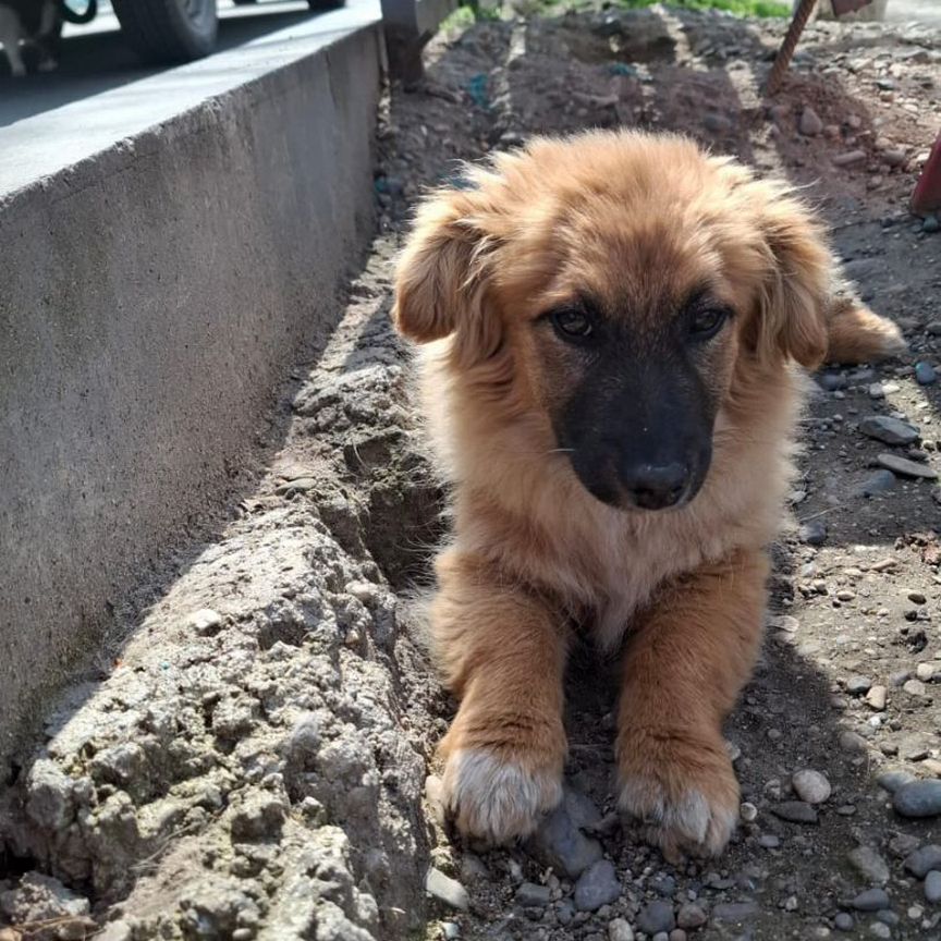 Щенок Пальма ищет дом