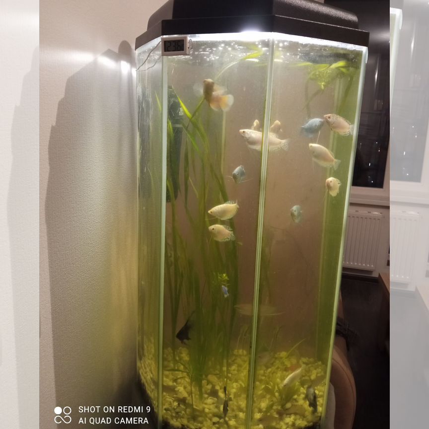 Аквариум с тумбой бу в санкт-петербурге