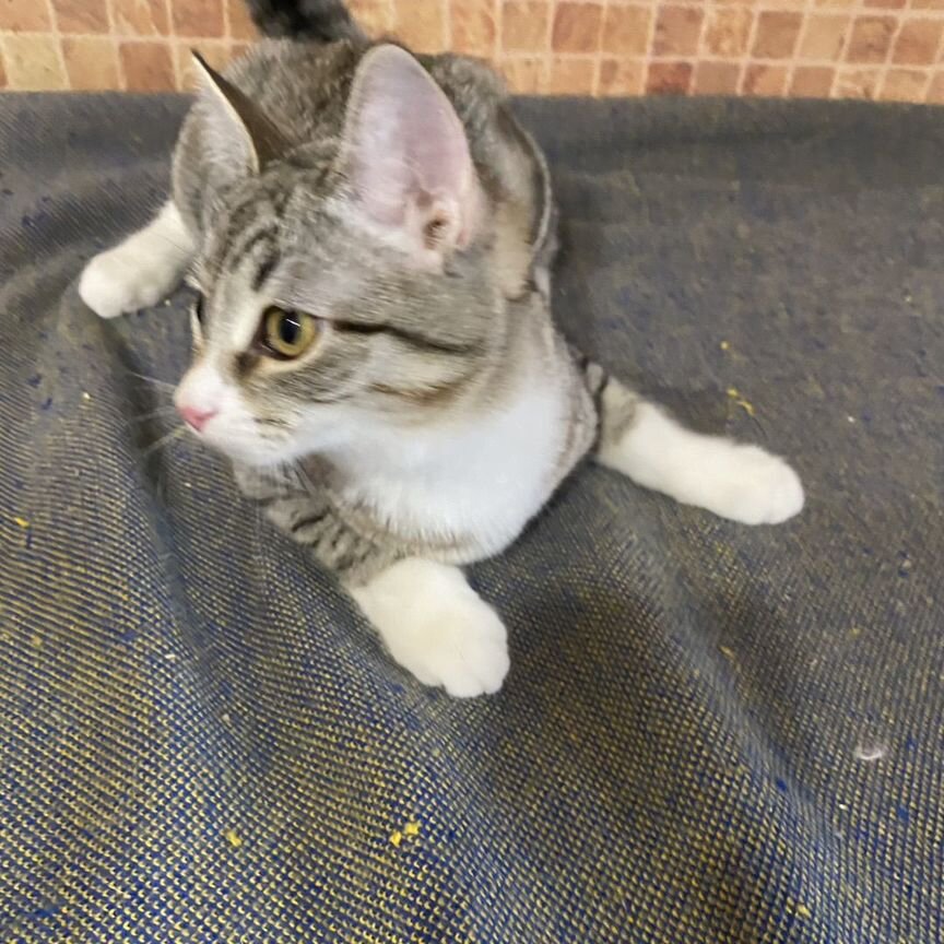 Котенок Мальвина