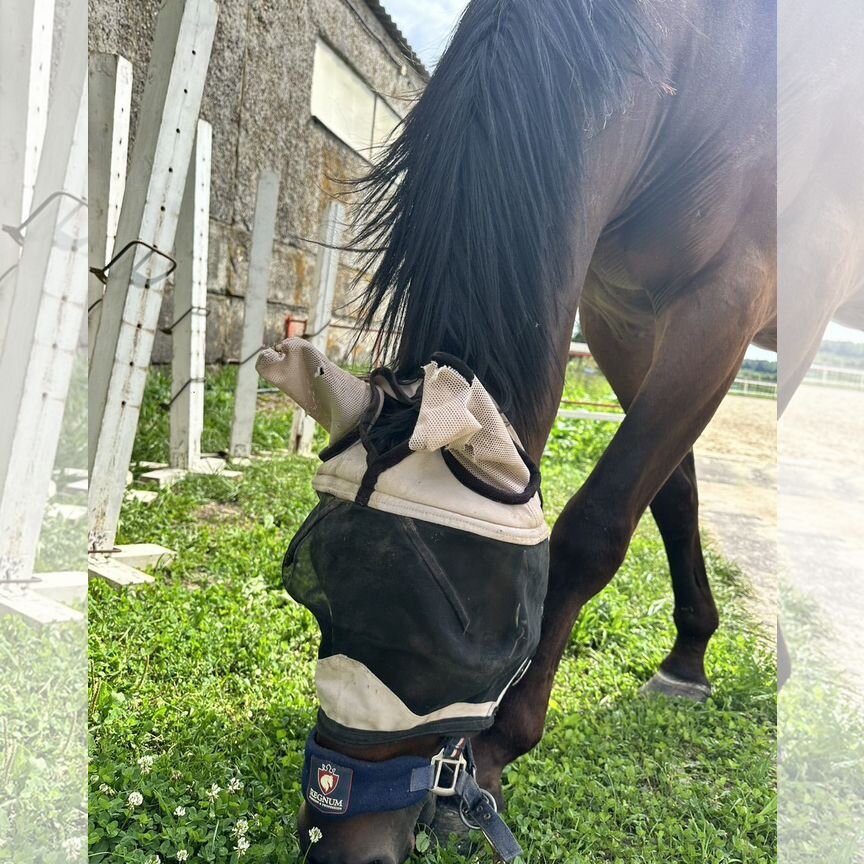 Маска от мух для лошади