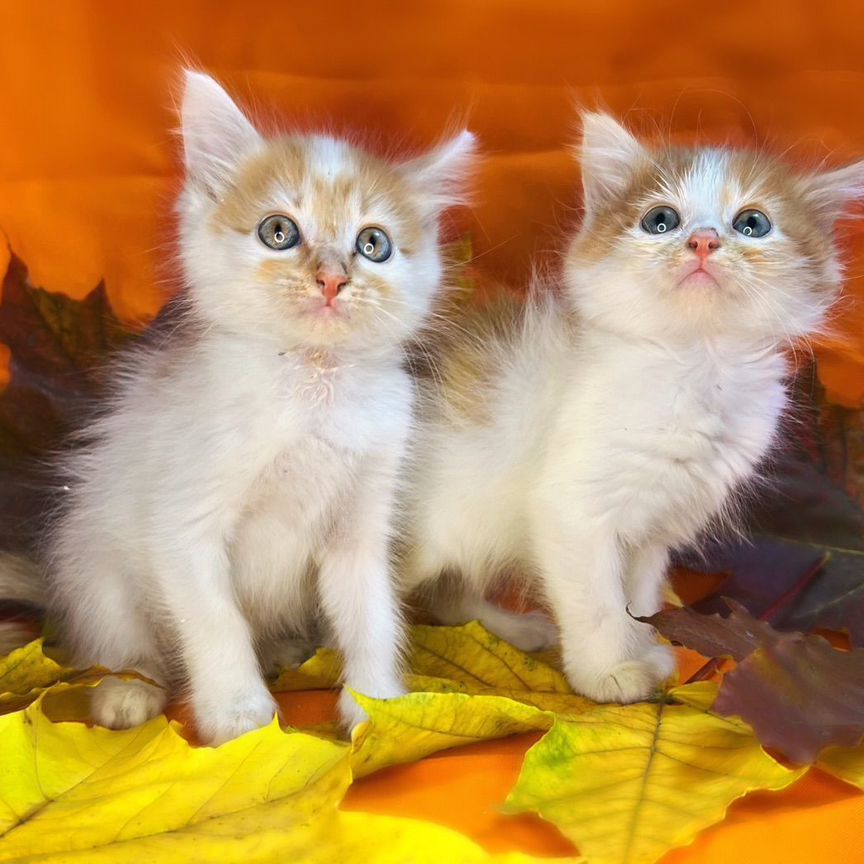 Котята хотят домой