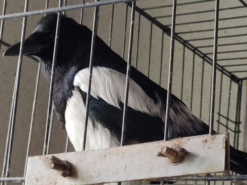 Сорока Ляля