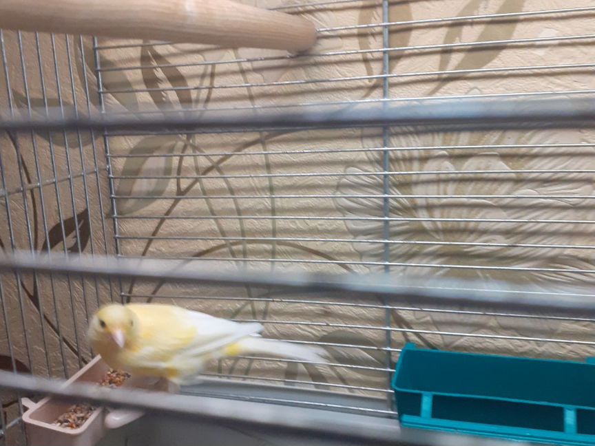 Кенера и канарейки