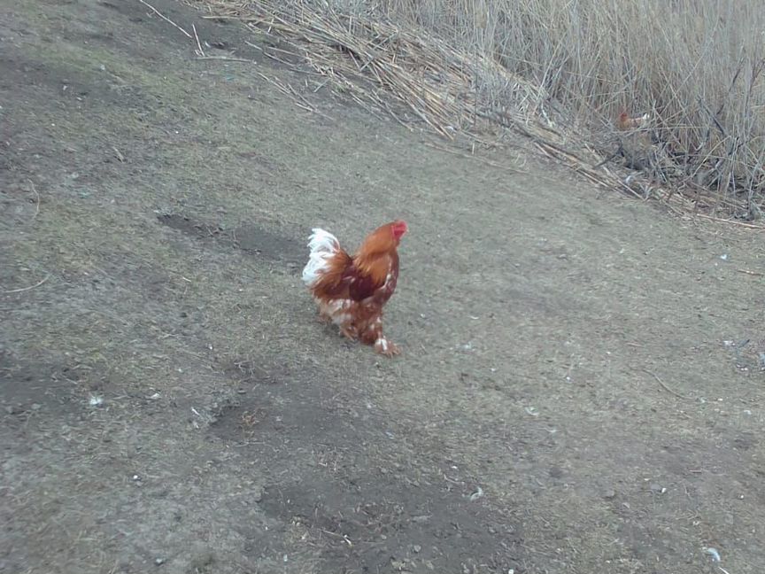 Куры и петухи брама