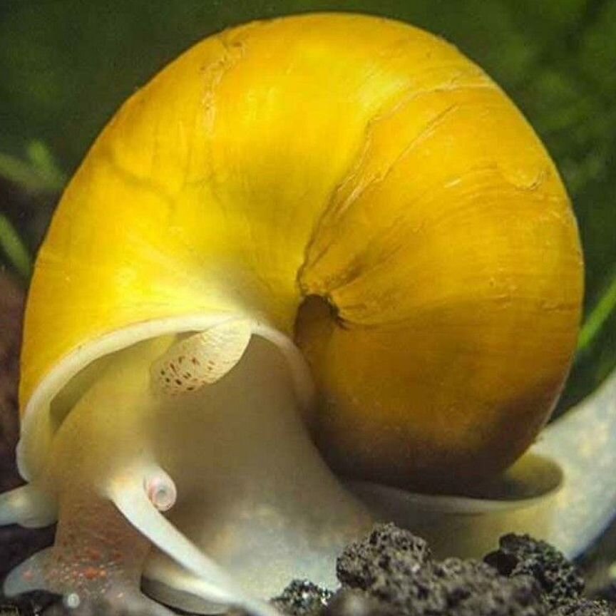 Улитки аквариумные ампулярии