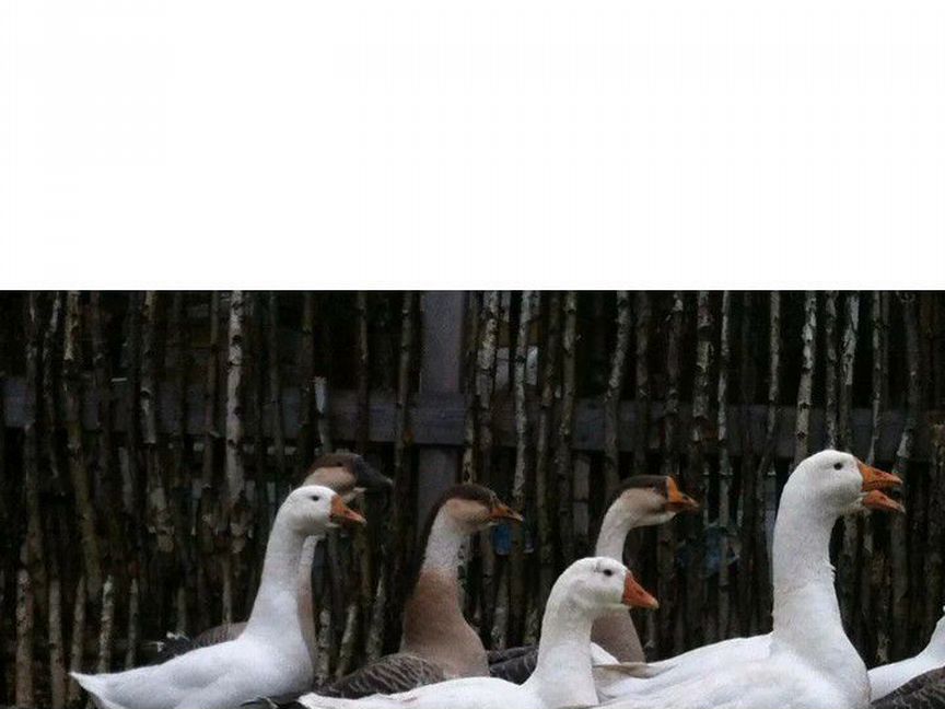 Гуси