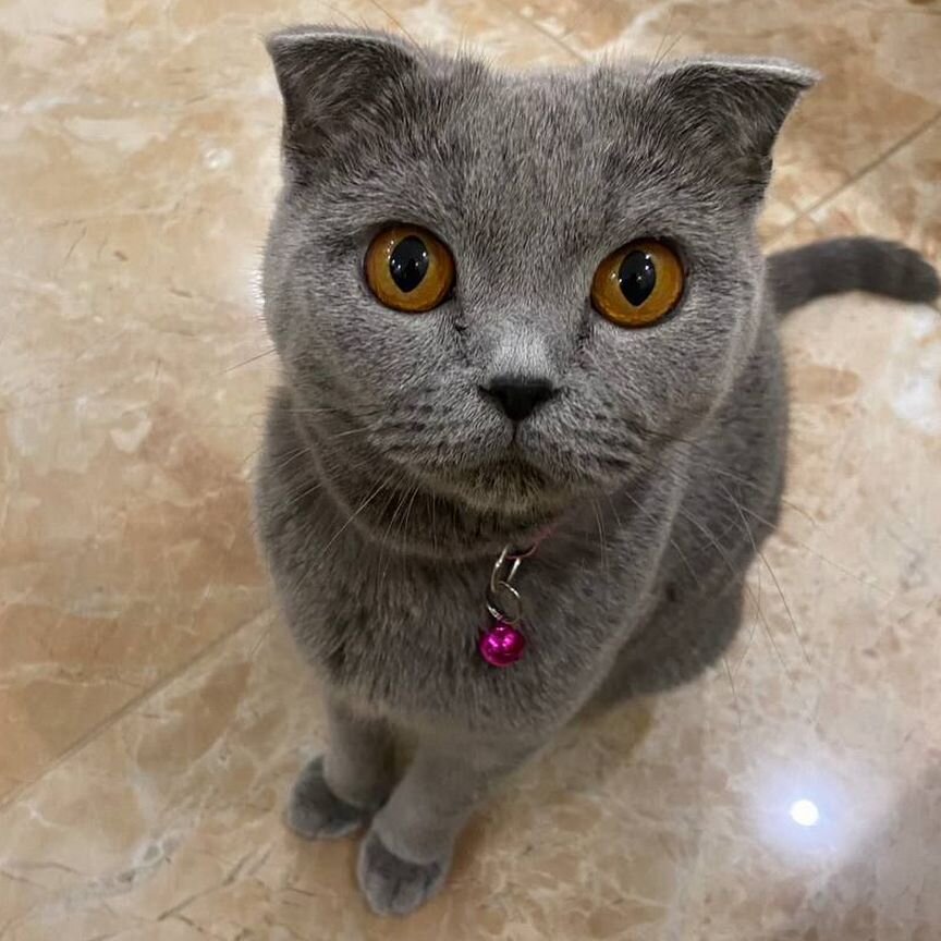 Вислоухая кошечка ищет кота, для вязки