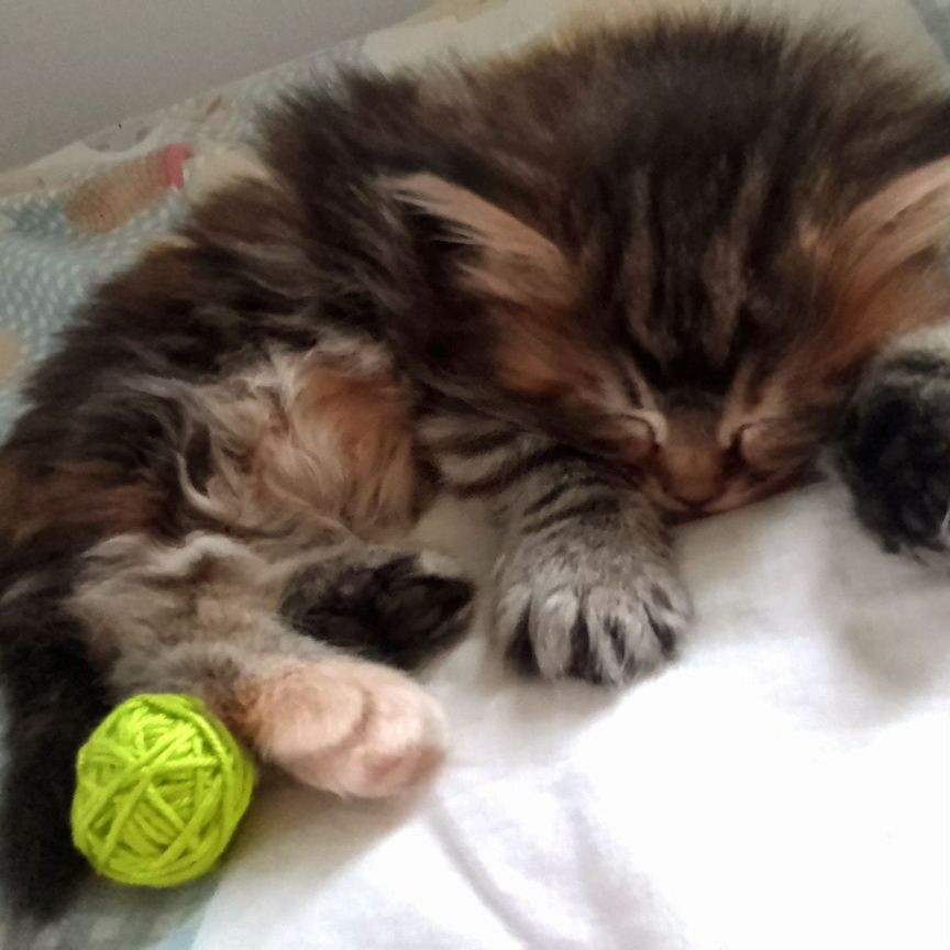 Котята мейн-кун