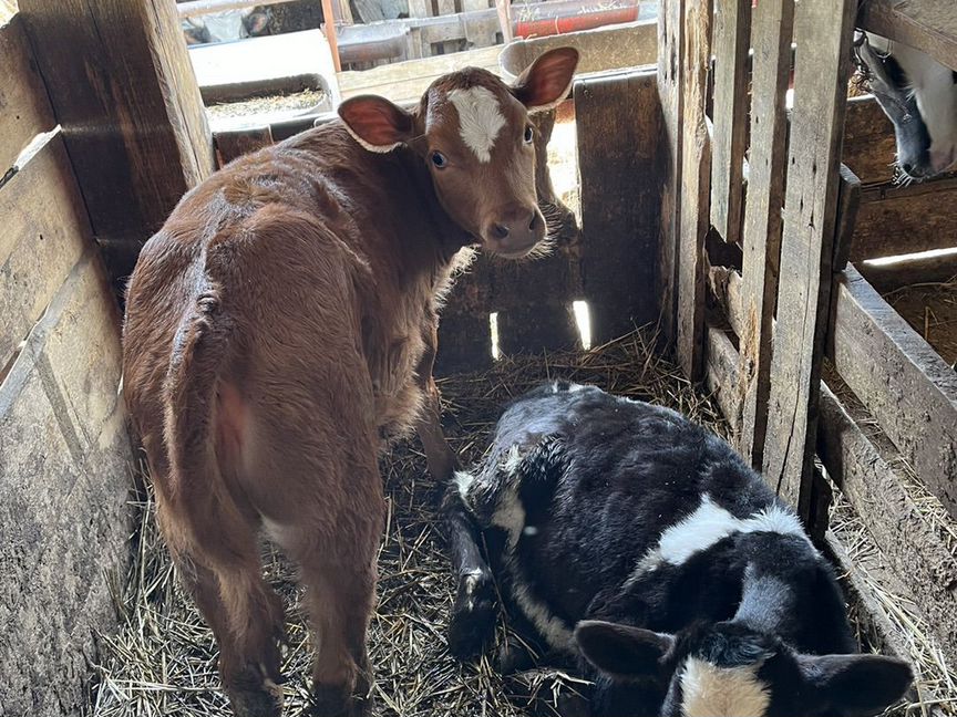 Продам телок