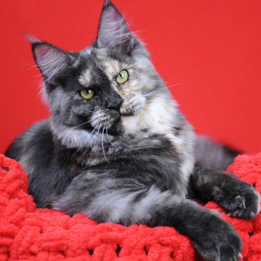 Мейн-кун, взрослая кошка