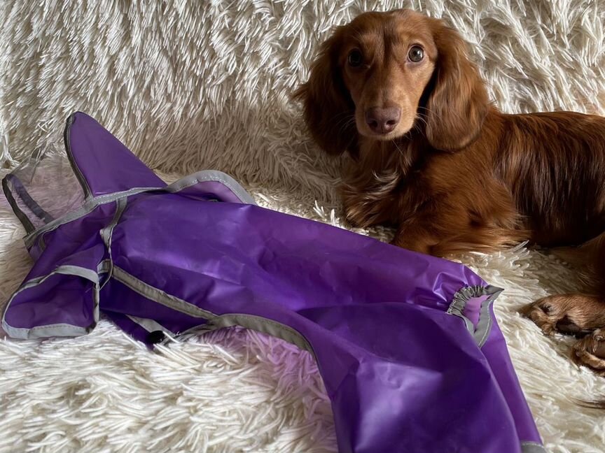 Дождевик для собаки мелкой породы